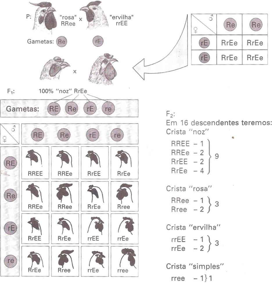 Saiba o que é interação gênica, poligenia e epistasia - Aula de genética