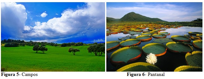 Os tipos de Vegetação Brasileira - resumo de Geografia ENEM