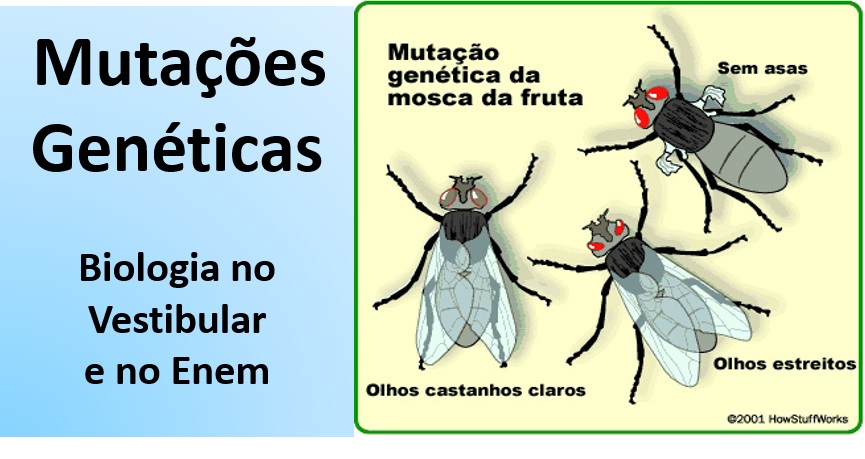 Mutações genéticas – Aula de Biologia Enem