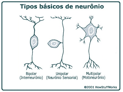 O que é o Tecido Nervoso –Veja agora no resumo Enem de Biologia
