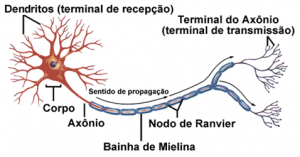 O que é o Tecido Nervoso –Veja agora no resumo Enem de Biologia