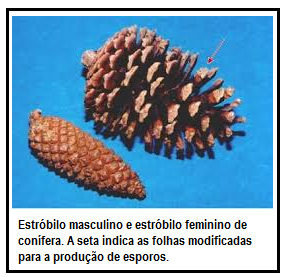 O Pinhão Estrutura Comestivel Produzida Por Pinheiros Da Especie ...