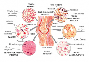 Os tipos de Tecidos Conjuntivos: resumo de Biologia Enem e vestibular