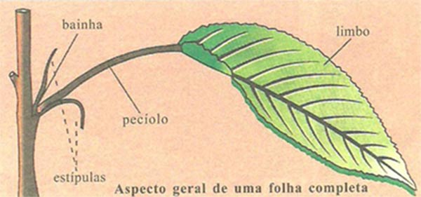 Tudo sobre Folhas para arrasar em Biologia no Enem