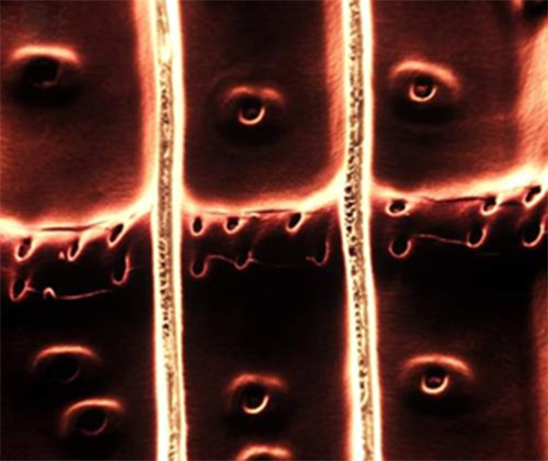 Xilema e floema: aprenda tudo sobre tecidos de condução - Biologia Enem