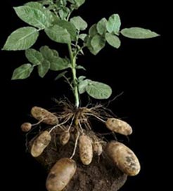 Tipos de Caule - Aula de revisão para Biologia do Enem