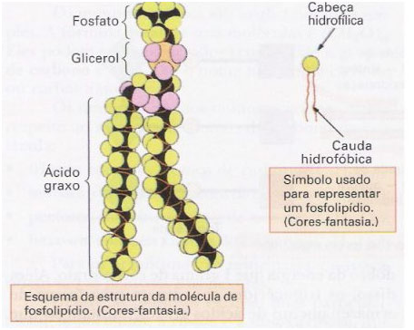 Lip dios Simulado Enem Online De Biologia Com 10 Quest es