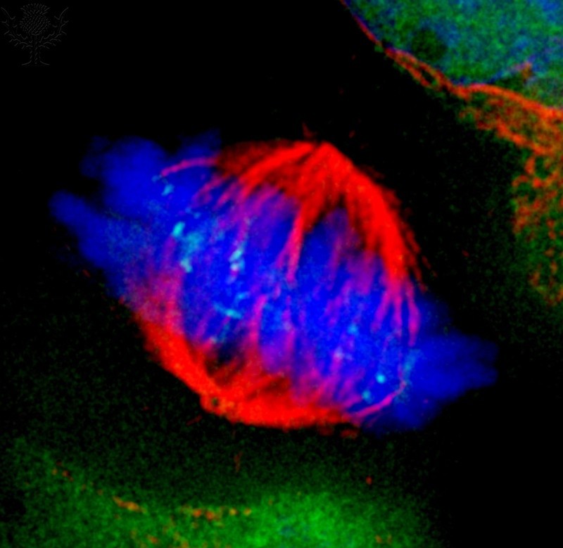 Mitose – Revise com aula da Khan Academy - Biologia Enem