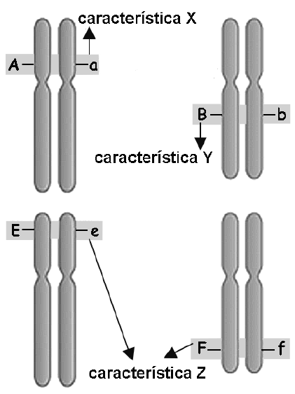 Saiba o que é interação gênica, poligenia e epistasia - Aula de genética