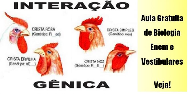 Revisão de Biologia - Interação Gênica, epistasia e poligenia