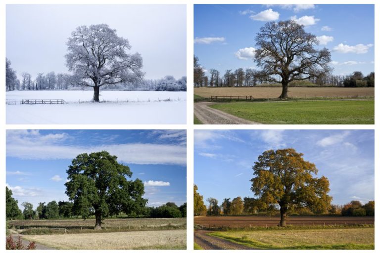 Estações do ano: características do verão, outono, inverno e primavera