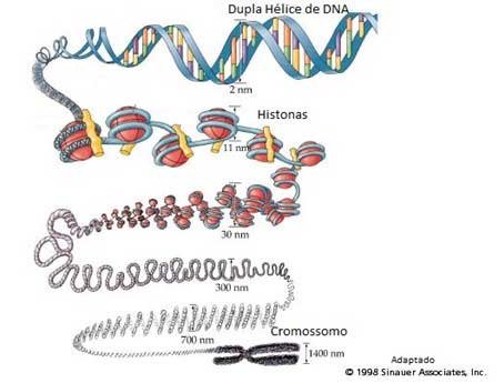Biologia: DNA, cromossomos e cromatina – Aula da Khan Academy.