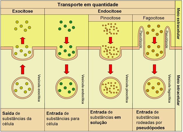 Biologia: Revisão de Fagocitose, Pinocitose e Digestão Intracelular