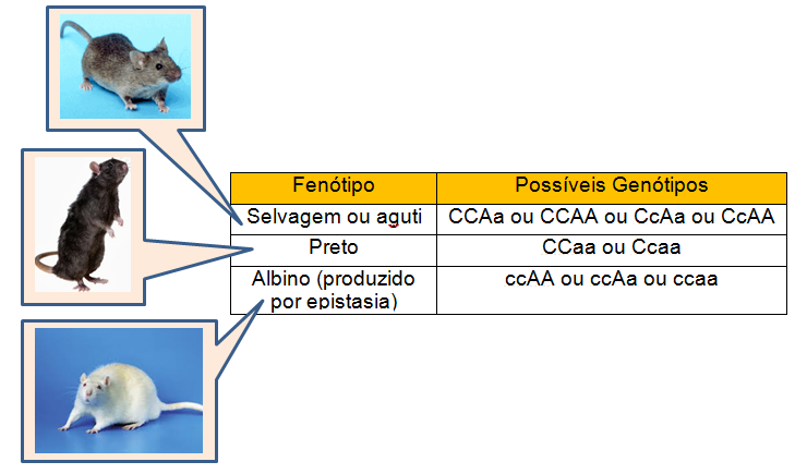 Revisão de Biologia - Interação Gênica, epistasia e poligenia