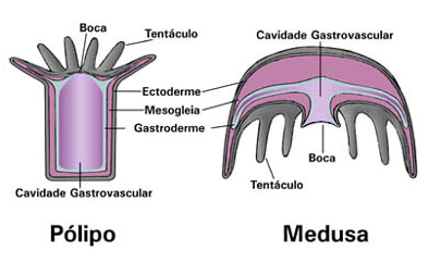 Biologia – Saiba mais sobre os Cnidários, como as águas-vivas e corais