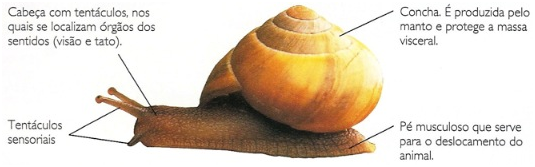 Biologia – Caramujos, lulas e ostras: o Filo dos Moluscos!