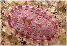 Biologia – Cefalópodes, Gastrópodes e Bivalves: As classes de Moluscos