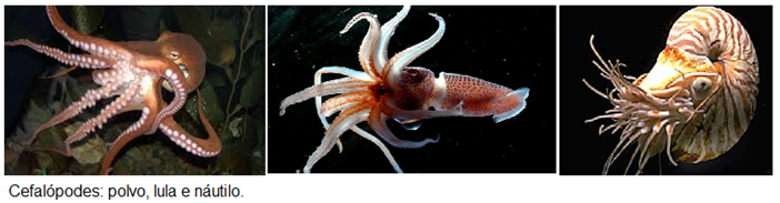 Em Que Grupo De Moluscos Essa Estrutura é Formada Por Duas Partes ...