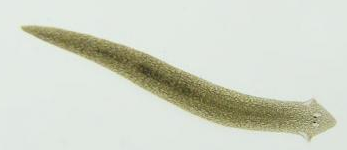 Biologia - Saiba mais sobre o Filo dos Platelmintos!