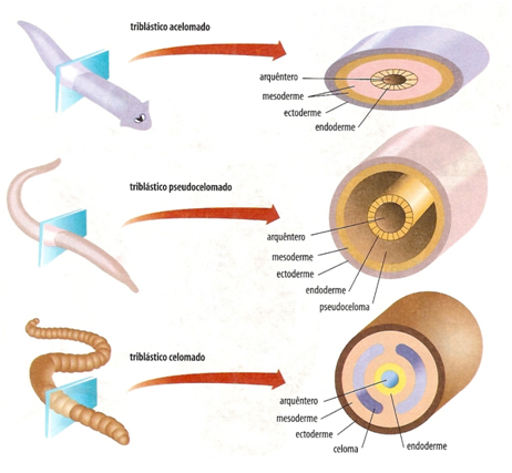 Biologia – Saiba as principais características do Reino dos Animais!