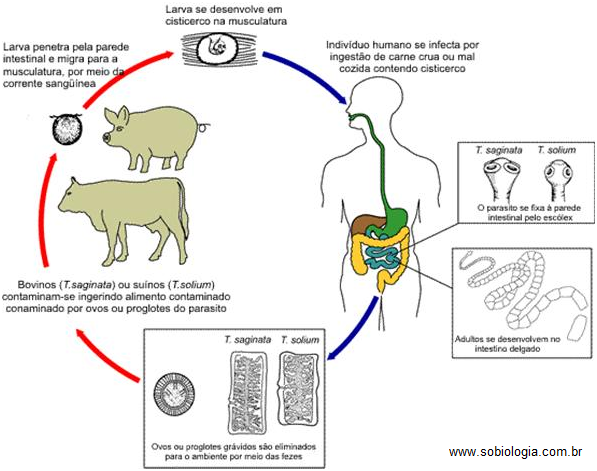 Biologia – Teníase e cisticercose: Revise estas verminoses!