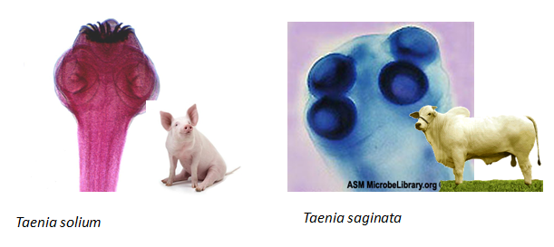 Taenia Solium E Taenia Saginata