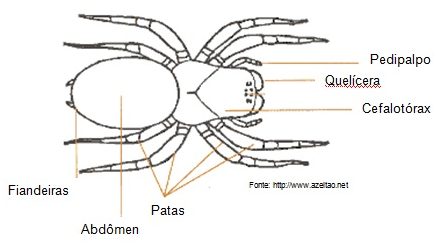 Aranha, escorpião e ácaro: Aracnídeos do Filo dos Artrópodes