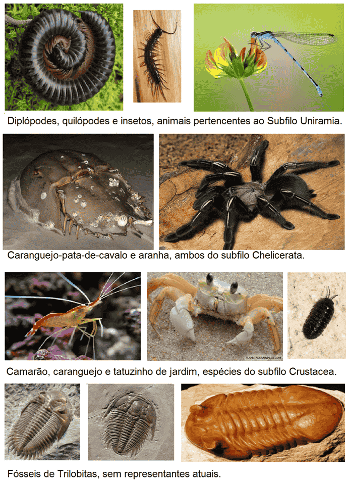 Biologia - Borboletas, aranhas, camarões: o Filo dos Artrópodes!