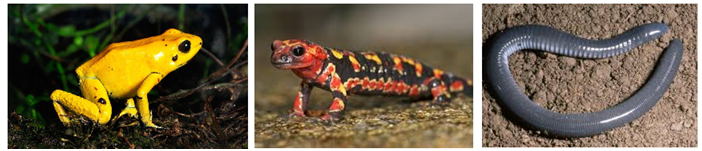 Biologia - Revise tudo o que você precisa saber sobre os Anfíbios!