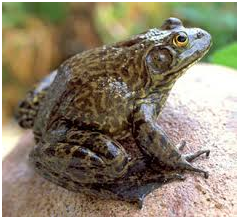 Biologia – Anuros, Apodes e Urodelos: Revise as Ordens dos Anfíbios!