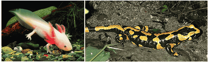 Biologia – Anuros, Apodes e Urodelos: Revise as Ordens dos Anfíbios!