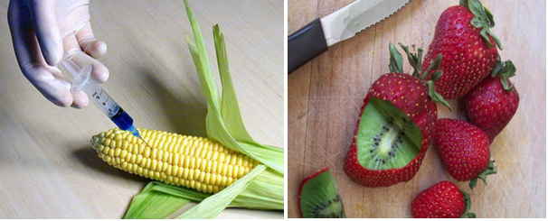 Os alimentos Transgênicos, que bicho é esse? - Geografia Enem