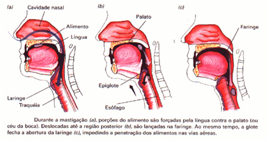 Revise os processos digestórios e suas enzimas - Biologia Enem