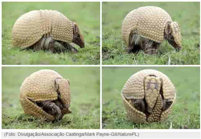 Biologia Enem – Conheça o tatu-bola-da-caatinga, o nosso Fuleco!
