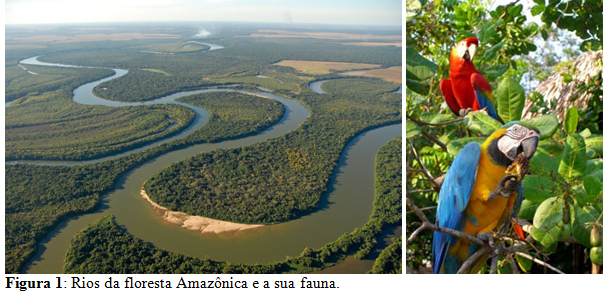 Os tipos de Vegetação Brasileira - resumo de Geografia ENEM