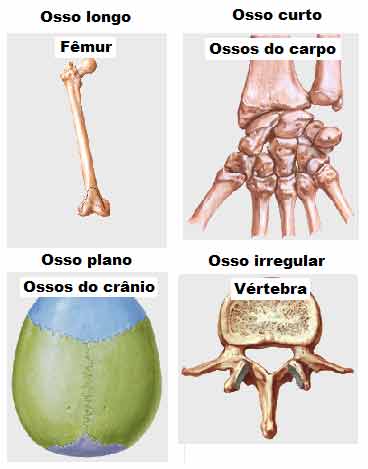 Esqueleto Humano- veja os tipos de ossos e articulações