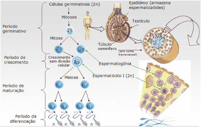 Gametogênese – Revise a produção de gametas - Biologia
